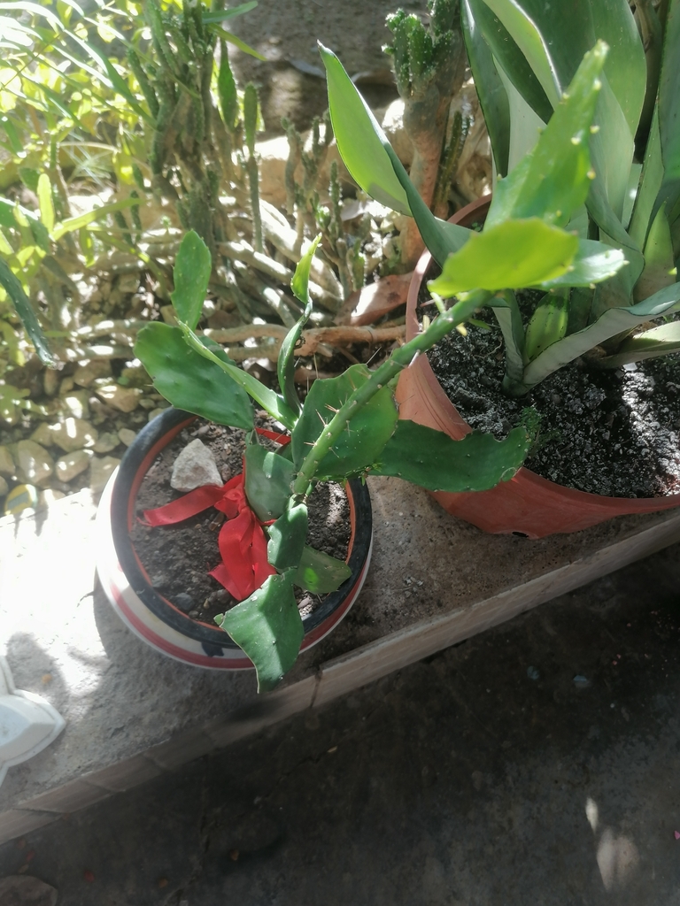 dicots from PP87+F7R, Peña Blanca, Panamá on November 27, 2022 at 02:52 ...