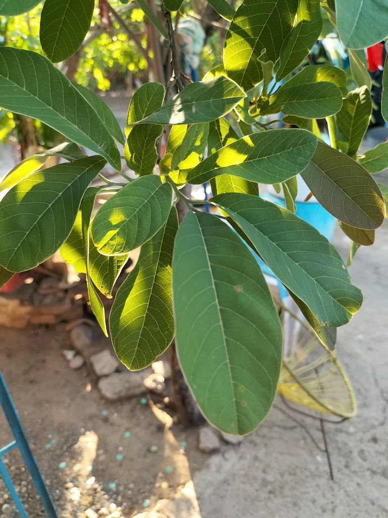 Ilama from 61952 Mich., México on July 21, 2022 at 06:26 PM by Esbeyde ...