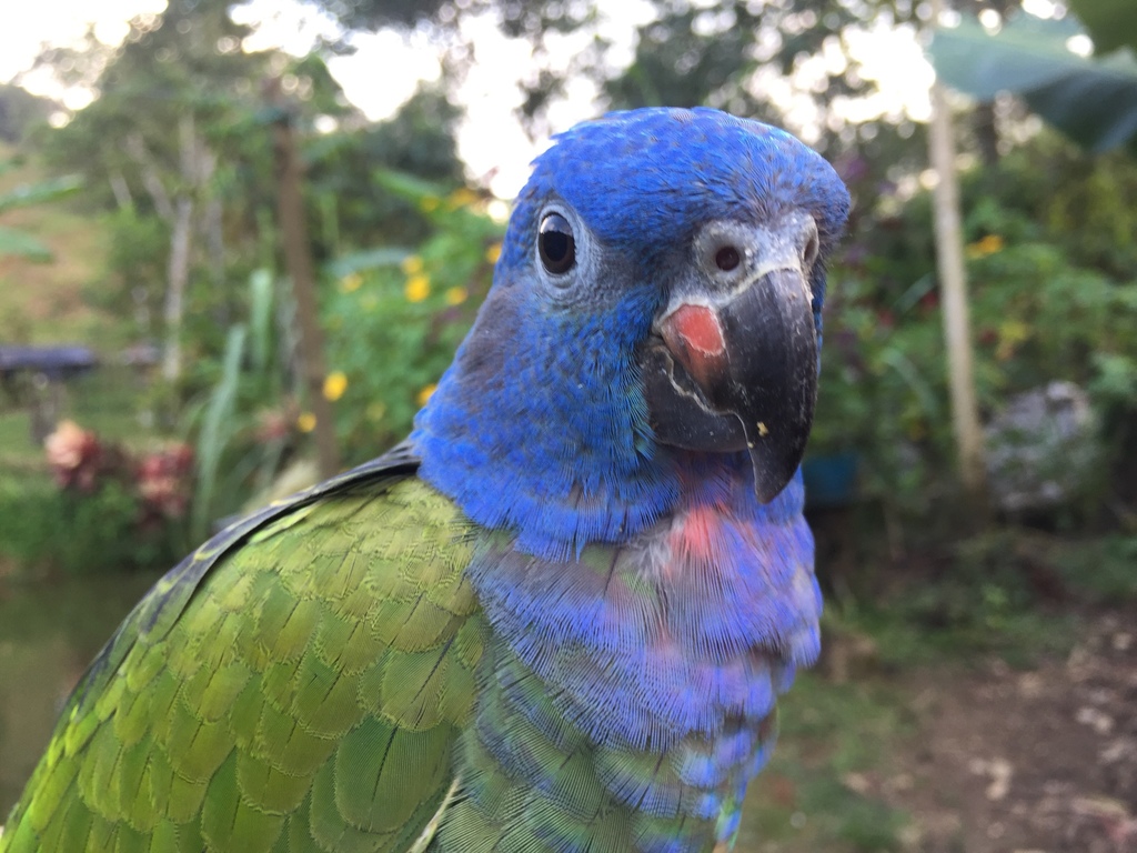 Blue-headed Parrot in September 2018 by Mauricio Ramirez · iNaturalist