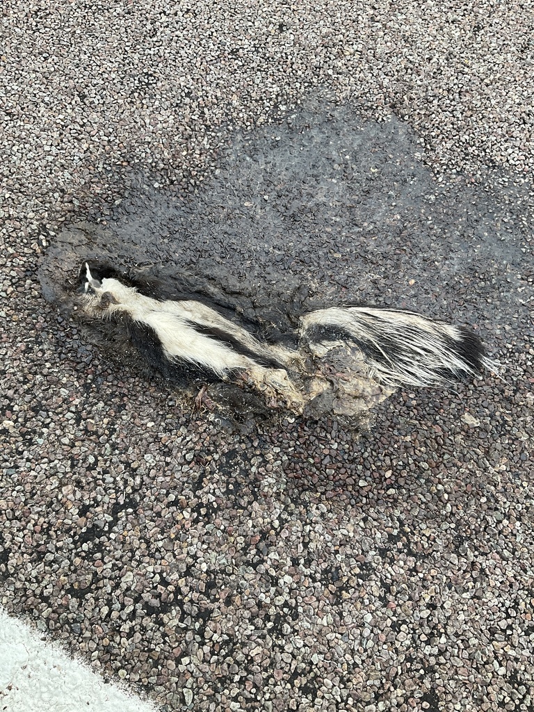 Striped Skunk from SW 61st Ave, South Miami, FL, US on November 20 ...