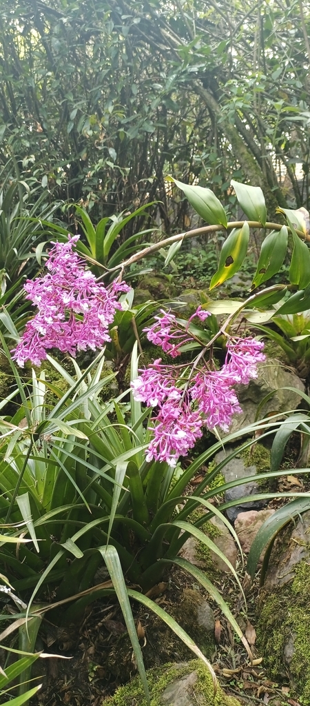 fox brush orchid on November 05, 2022 at 12:13 PM by SEGUNDO JOSE ...