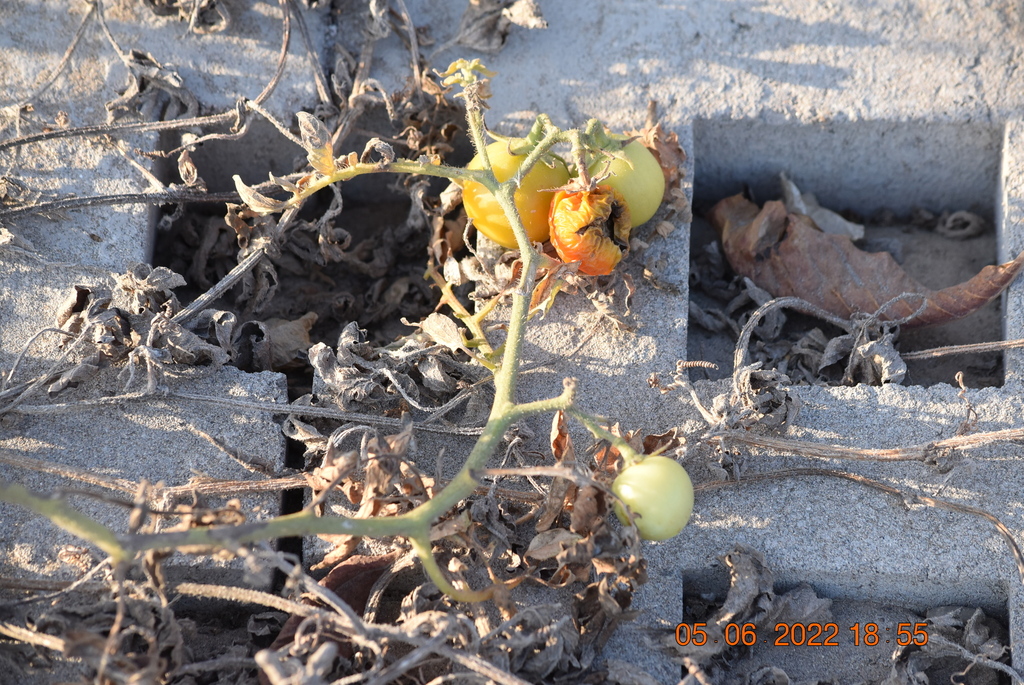 tomato from Culiacán, Sinaloa, México on June 5, 2022 at 06:55 PM by ...