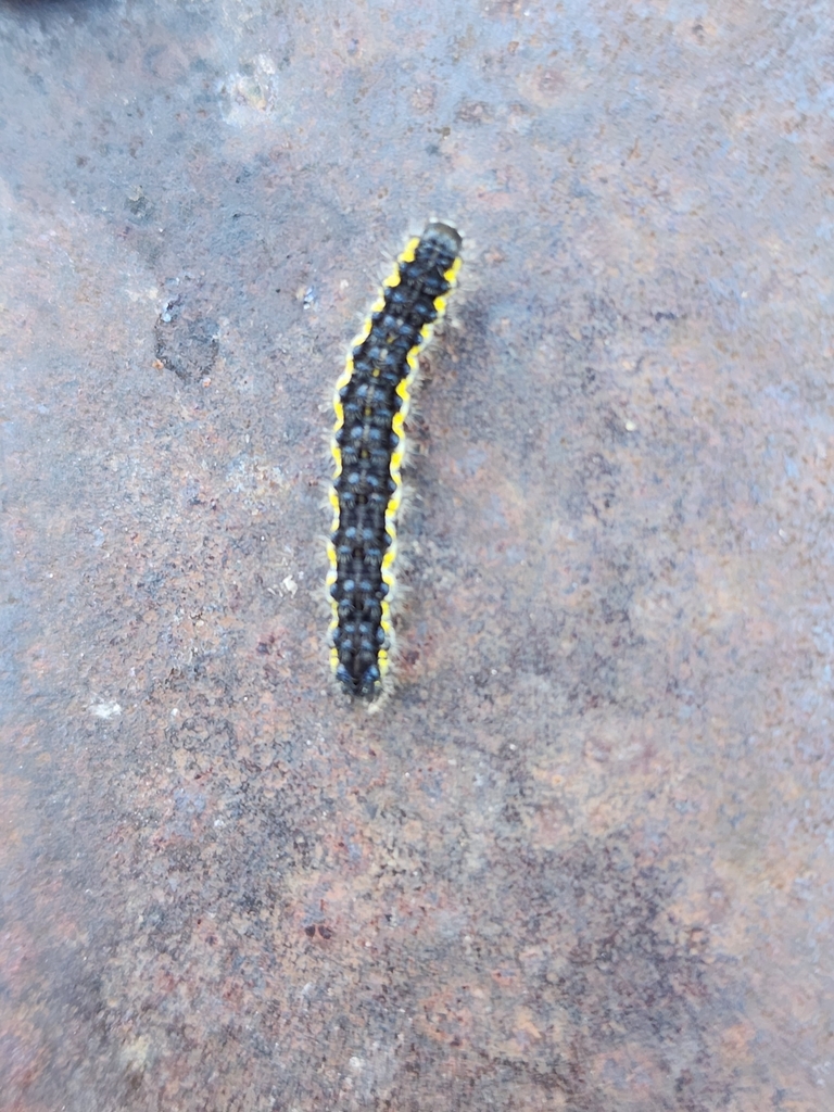 Haploa from Starkville, MS 39759, USA on November 13, 2022 by coboben ...