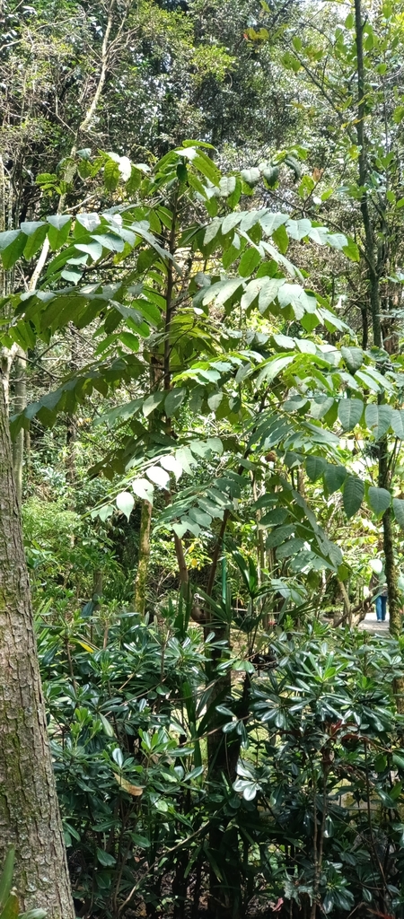 Andean Walnut in November 2022 by SEGUNDO JOSE JACOME SIMBA A · iNaturalist