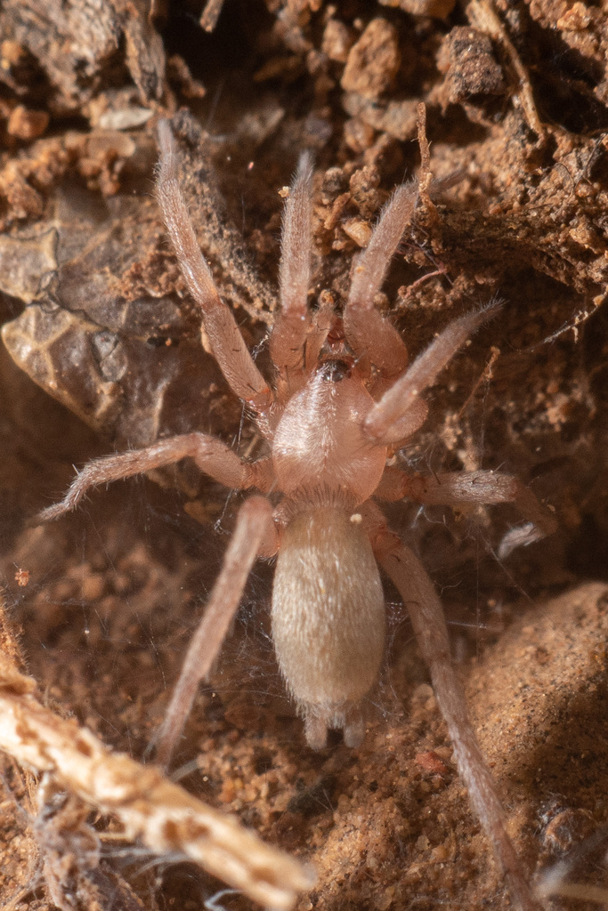 Stealthy Ground Spiders from 310, Alstate Ave, Big Bend National Park ...
