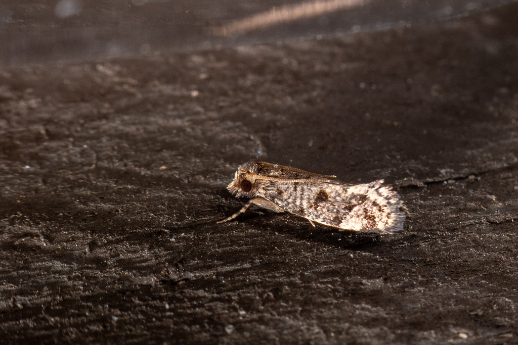 Burrowing Webworm Moths from Alamo, TX, USA on November 24, 2022 at 06: ...