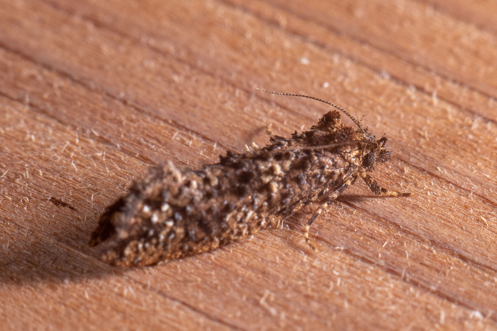 Burrowing Webworm Moths from 1000 New Carmen Ave, Brownsville, TX 78521 ...