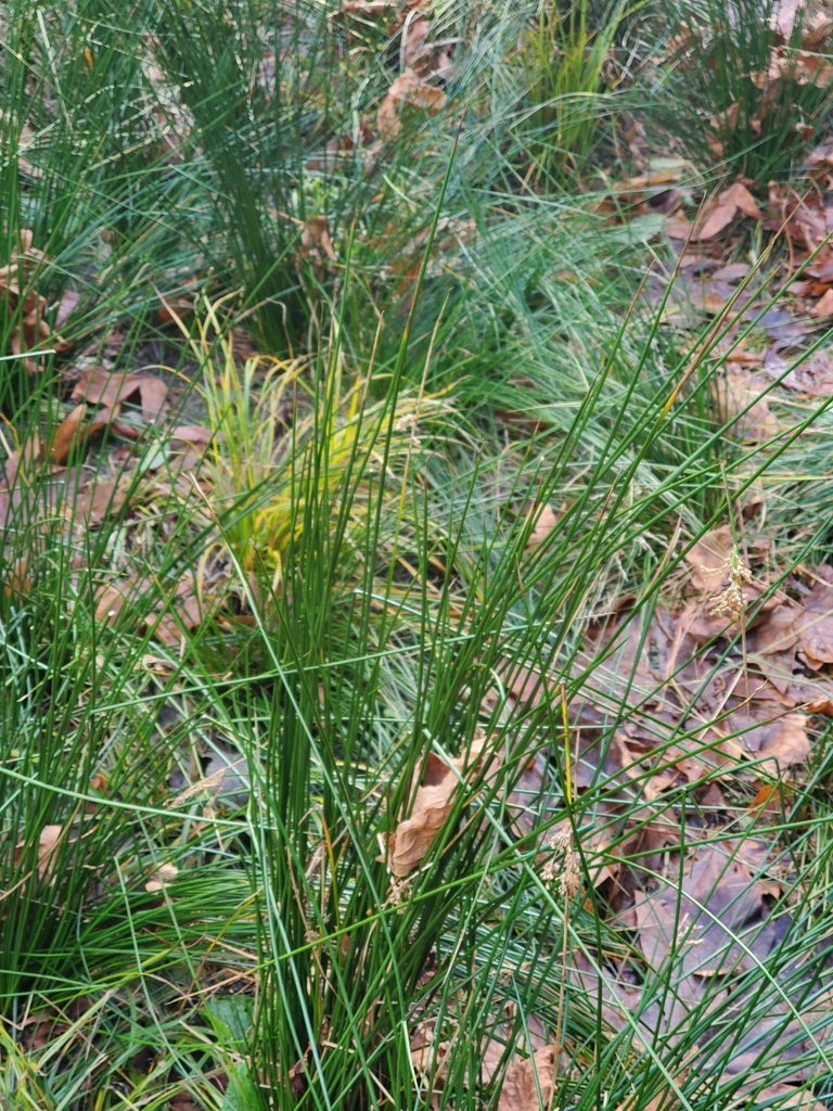 Soft Rush from North Vancouver, BC V7L 1C6, Canada on November 28, 2022 ...