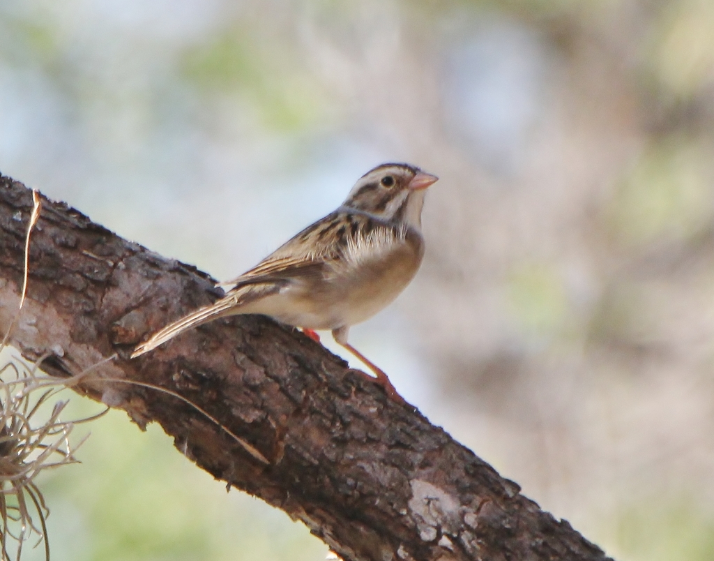 Clay-colored Sparrow from Montell, Texas, United States on April 20 ...