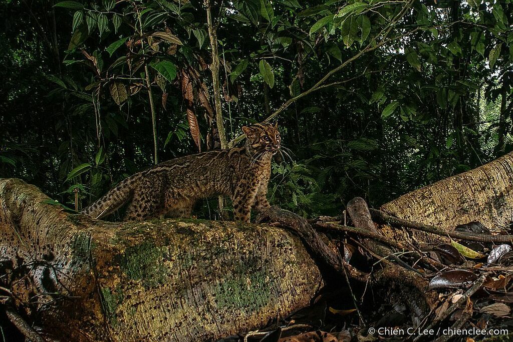 Marbled Cat (Pardofelis marmorata) - Know Your Mammals
