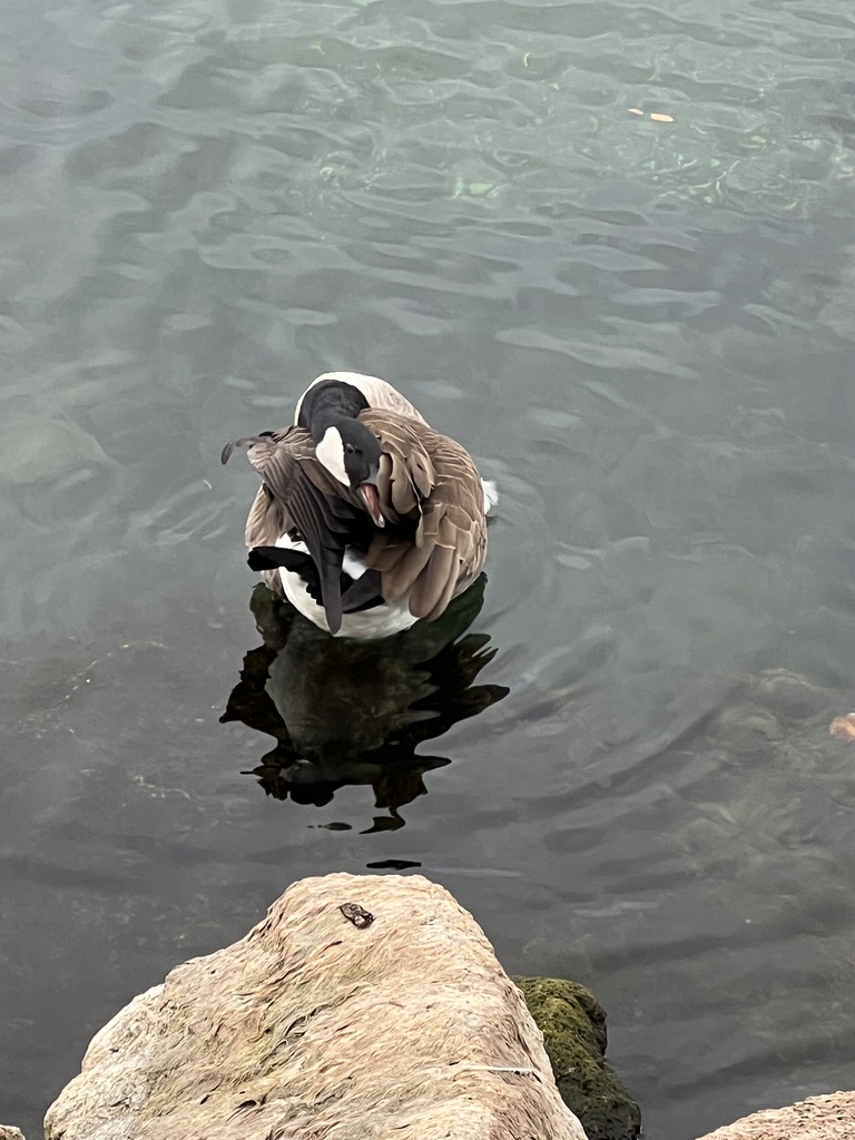 Canada Goose from Great Lakes Waterfront Trail, Toronto, ON, CA on ...