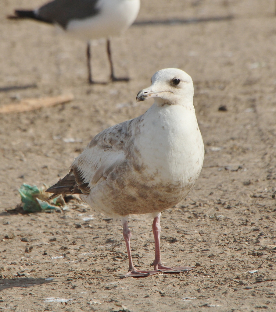 American Herring Gull from Travis Road Colonia, Texas, United States on ...