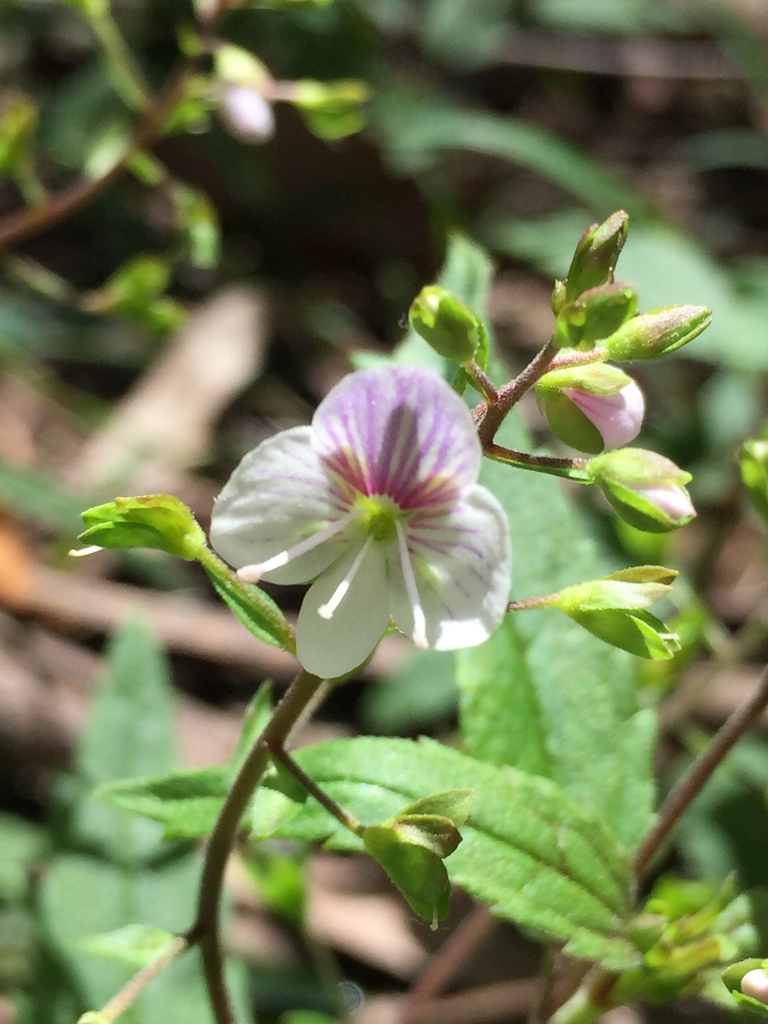 forest speedwell from Dandenong Ranges National Park, Sherbrooke, VIC ...