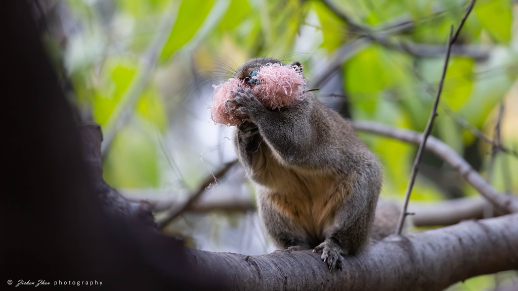 Pallas' Squirrel from 中国北京市东城区 on November 15, 2021 at 01:45 PM by Zhou ...