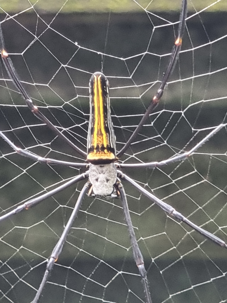 Giant Golden Orbweaver from H8P8+4CC, Manukaya, Tampaksiring, Gianyar ...