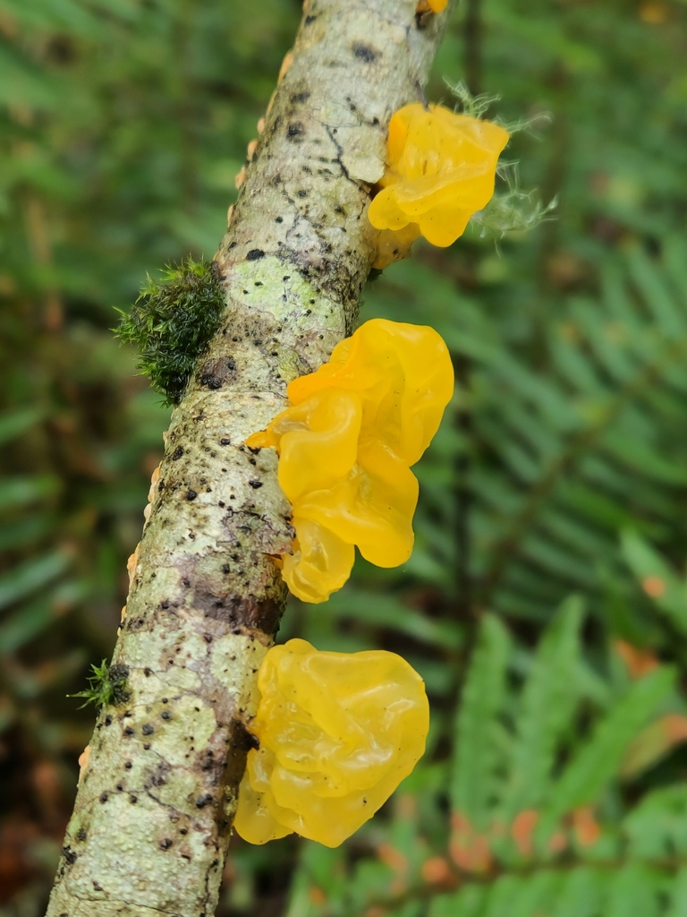 witch's butter in November 2022 by Kate Calderwood. Blown down stick ...