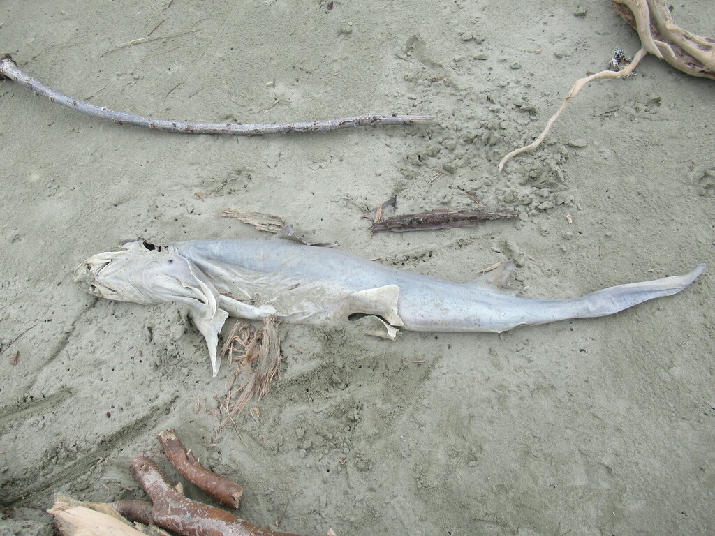 Spotted Estuary Smooth-hound in November 2022 by Phil Rhodes · iNaturalist
