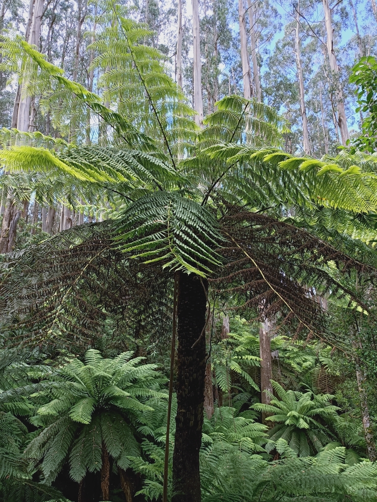 rough tree-fern from Balook VIC 3971, Australia on January 14, 2021 at ...