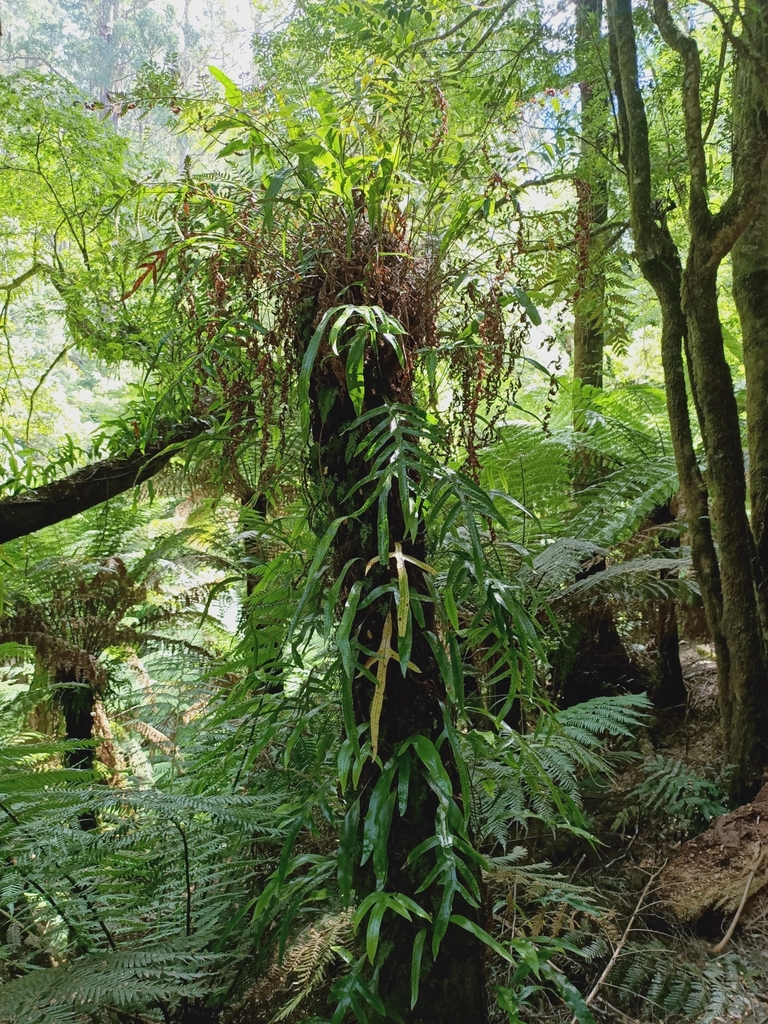 Kangaroo Fern from Balook VIC 3971, Australia on January 14, 2021 at 03 ...