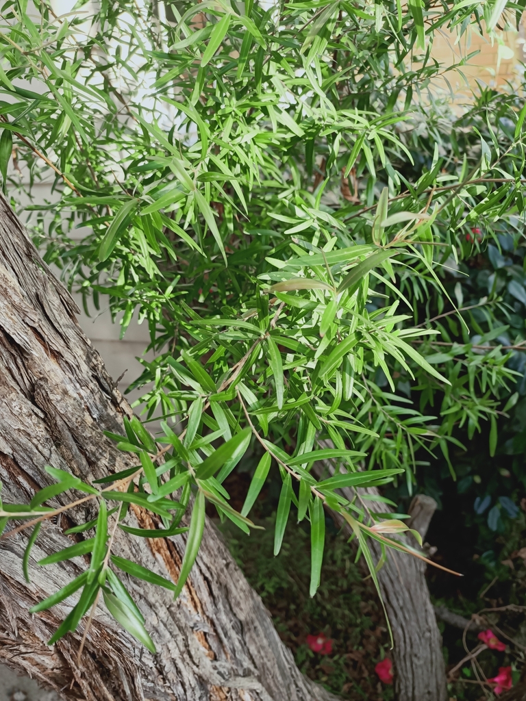 Lemon Scented Tea Tree from Highton St/Railway Ave, Ringwood East VIC ...