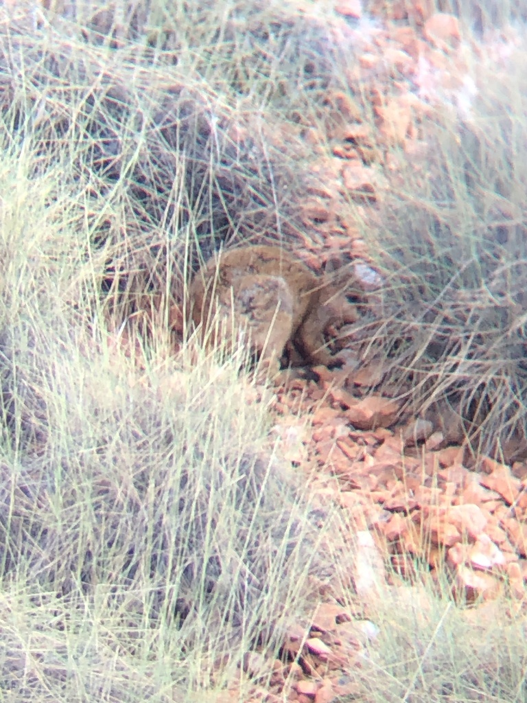 Purple-necked Rock Wallaby from Fisher, QLD, AU on November 29, 2022 at ...