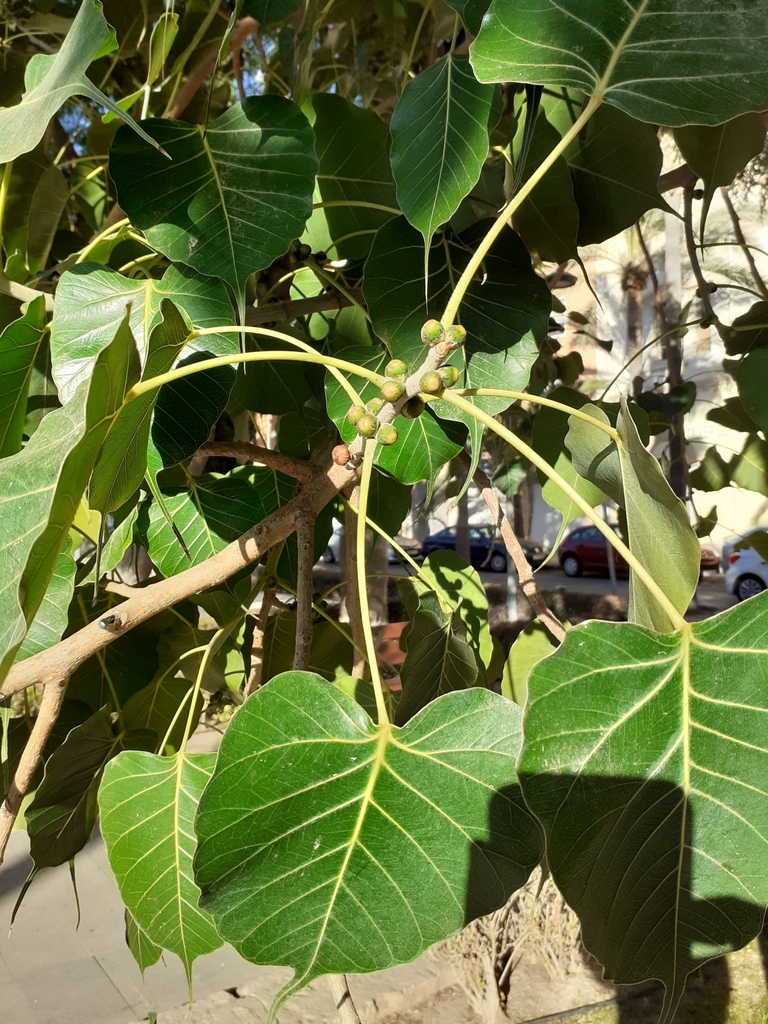 Sacred fig from Almería, España on November 29, 2022 at 10:18 AM by ...