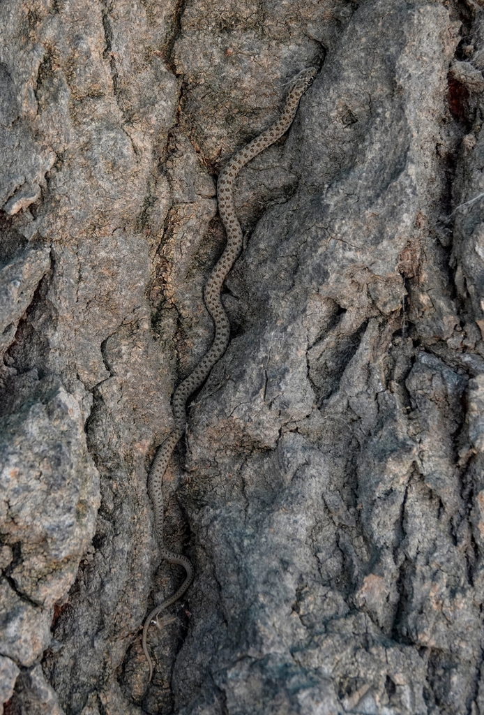 Red-Bellied Racer from Уплисцихе on August 22, 2022 at 05:22 PM by ...