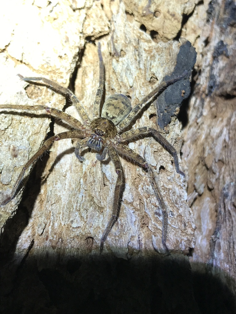 Giant Huntsman Spiders from K'Gari/Fraser Island, River Heads, QLD, AU ...
