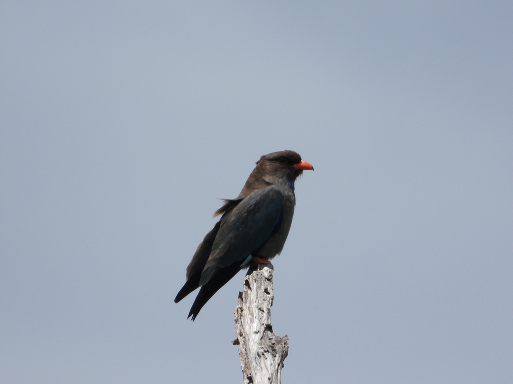 Dollarbird from Tuggeranong, ACT, Australia on November 27, 2022 at 12: ...