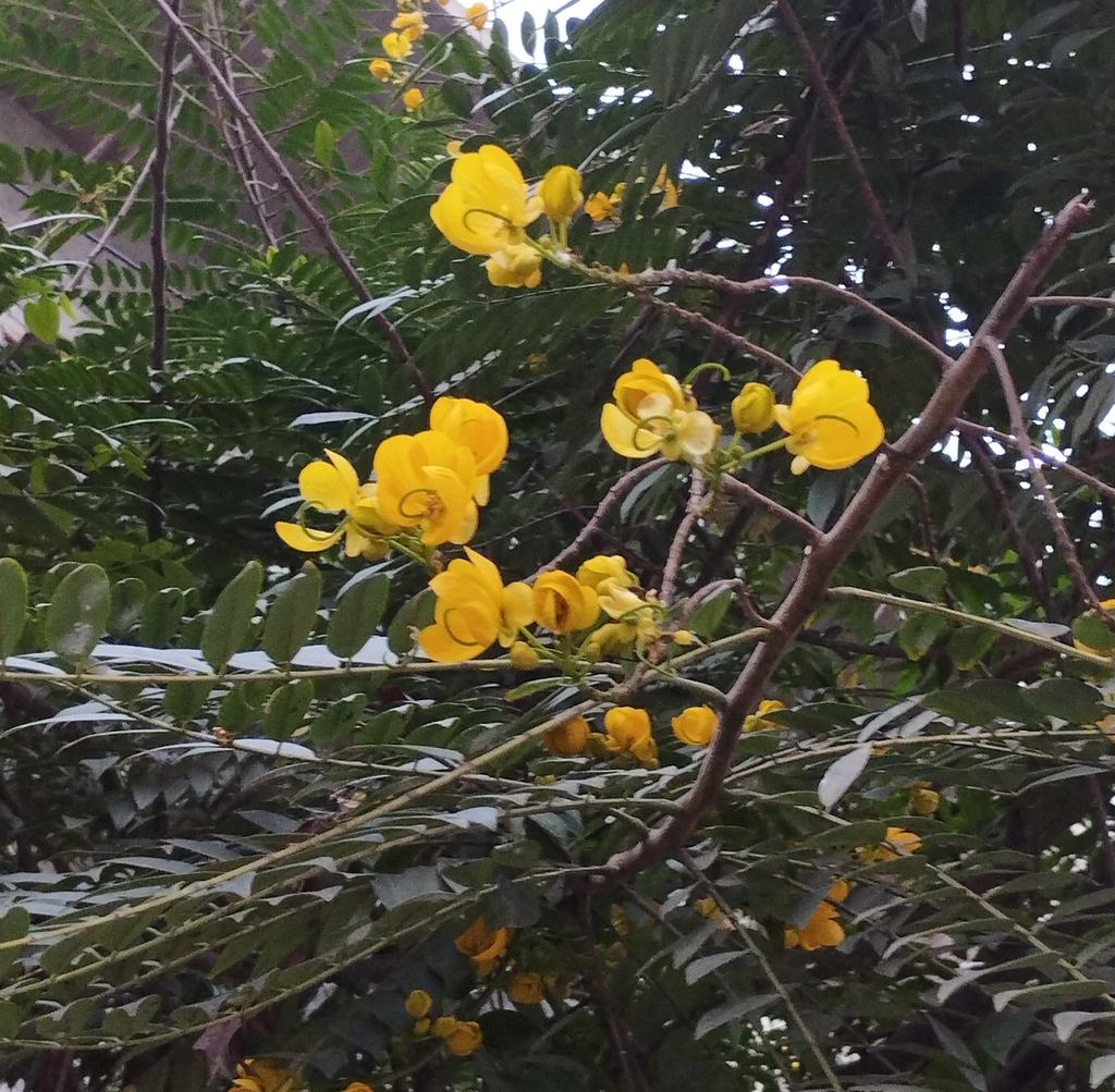whitebark senna from Happy Valley Layout, Subramanyapura, Bengaluru ...