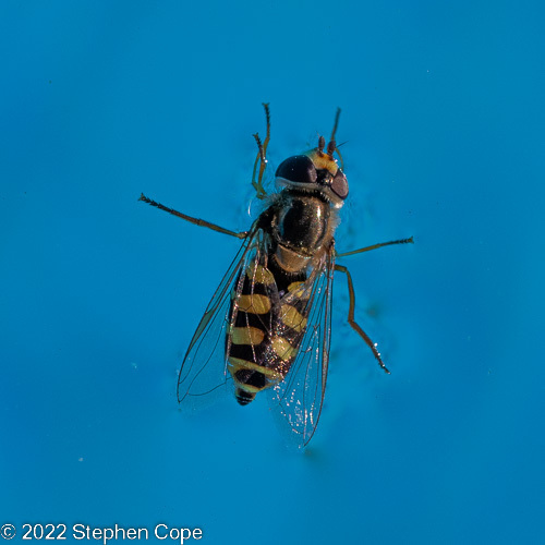Migrant Hover Fly from oria andalucia spain on November 26, 2022 at 01: ...