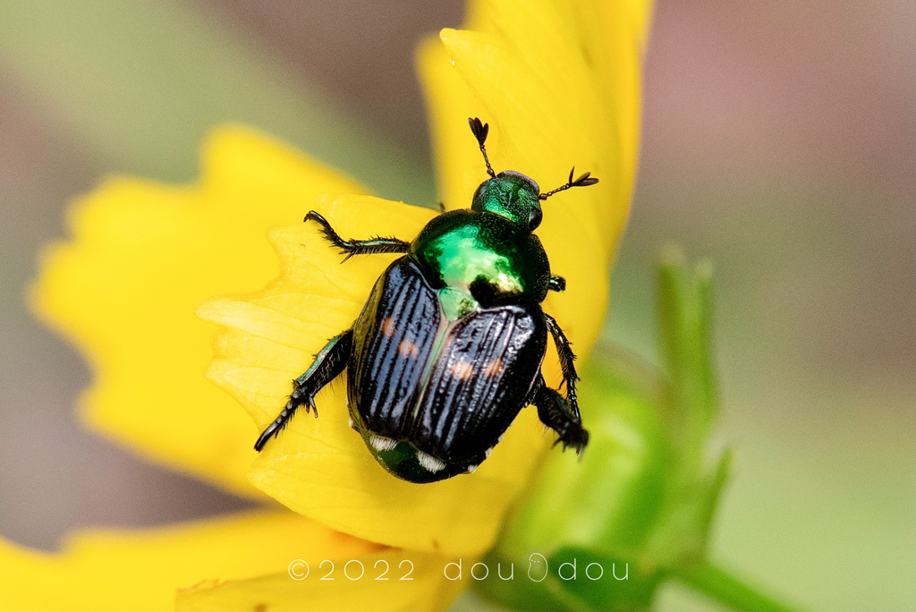 Popillia pustulata from 中国江苏省南京市江宁区汤山 on July 03, 2022 at 01:24 PM by ...