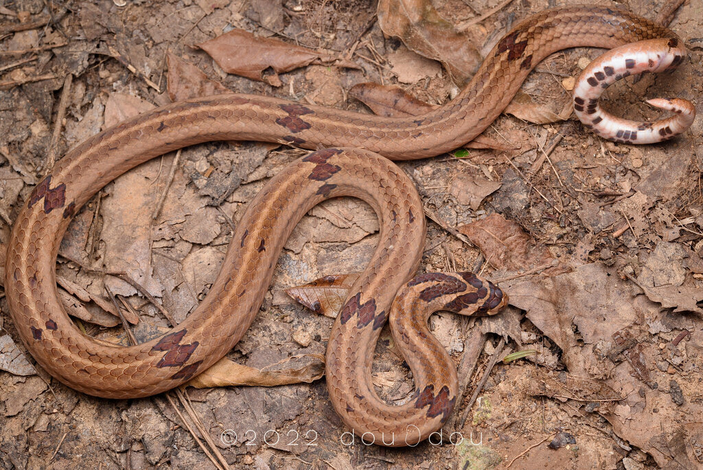 Lungshen Kukri Snake in July 2022 by 豆豆 · iNaturalist