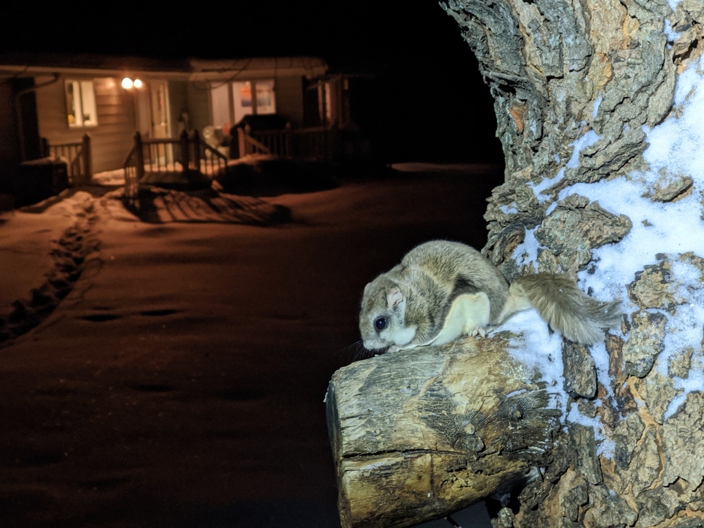 Southern Flying Squirrel in January 2020 by Jason Hedlund · iNaturalist