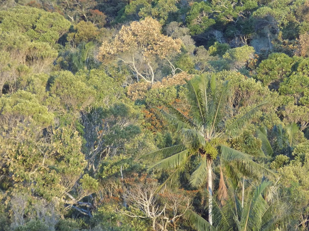 Ravenea madagascariensis from Ankazobe, Madagascar on January 1, 2015 ...