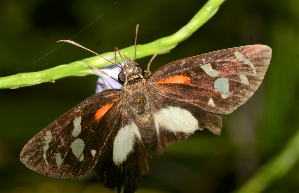 Entheus gentius from Banco da Vitória, Ilhéus - BA, Brasil on November ...