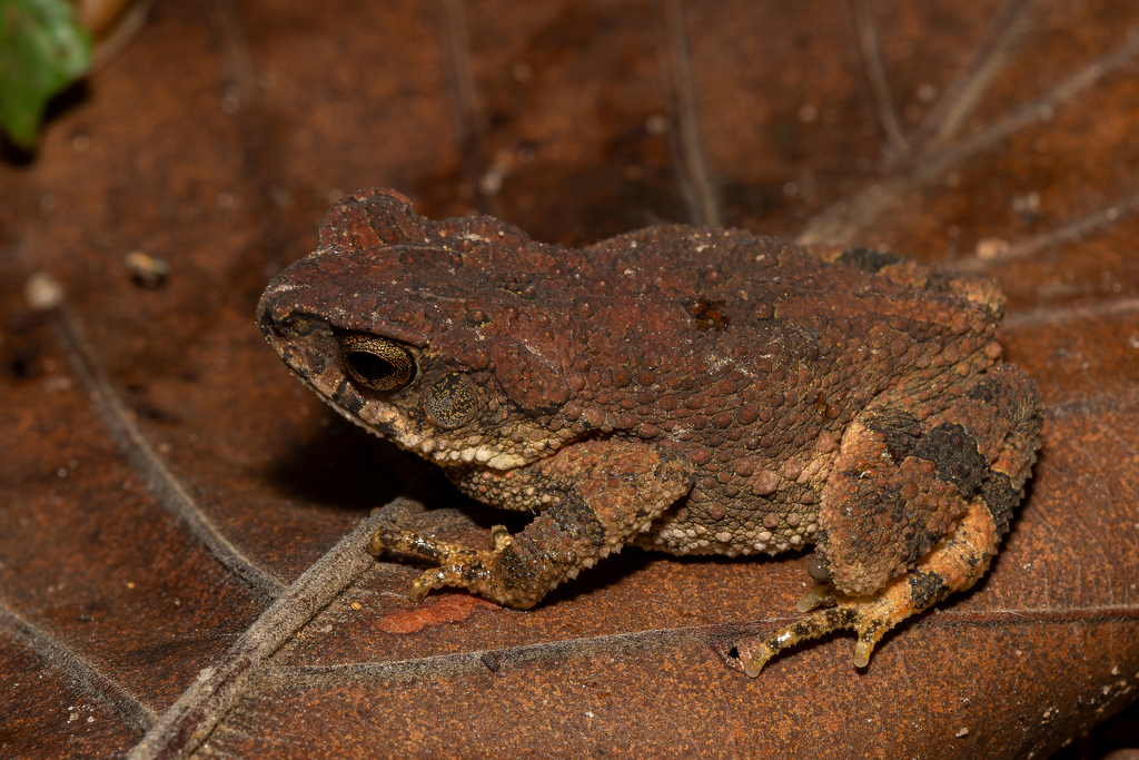 Lesser Toad from ตำบล เขาโจด อำเภอศรีสวัสดิ์ กาญจนบุรี ประเทศไทย on ...
