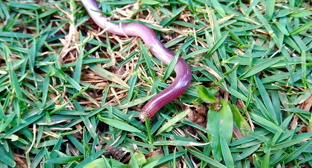 Puerto Rican Coastal Blindsnake from Hato Tejas on November 29, 2022 at ...