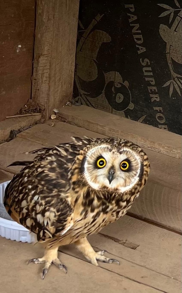 Northern Short-eared Owl from ပြည်တော်သာလမ်း, Magway, MM on November 28 ...