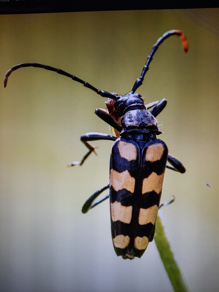 four-banded longhorn beetle from Bor 2, 330 15 Bor, Sverige on July 25 ...