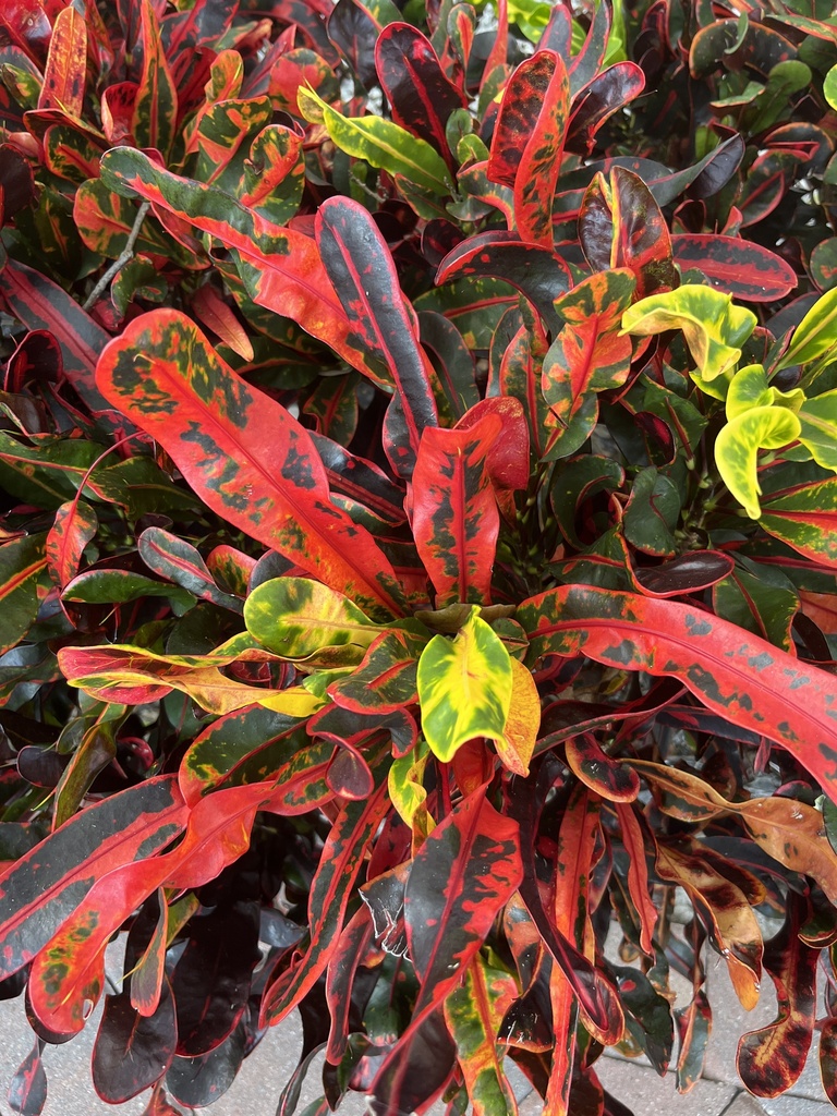Variegated Croton from Florida Atlantic University, Boca Raton, FL, US ...