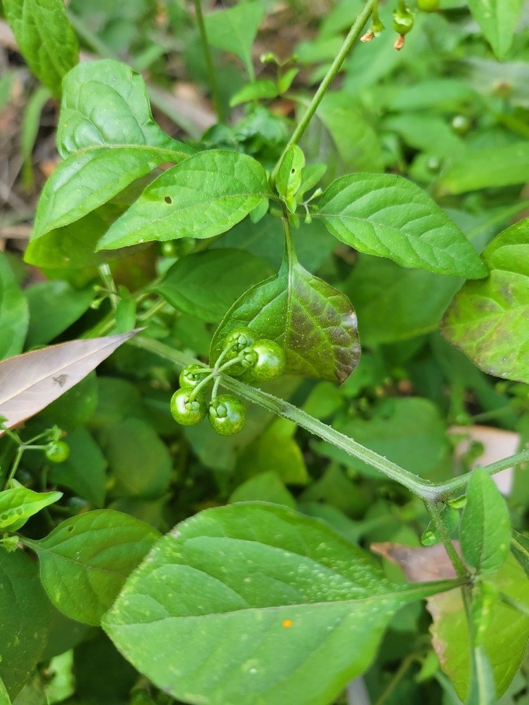 American black nightshade from Lake View Terrace, Los Angeles, CA, USA ...