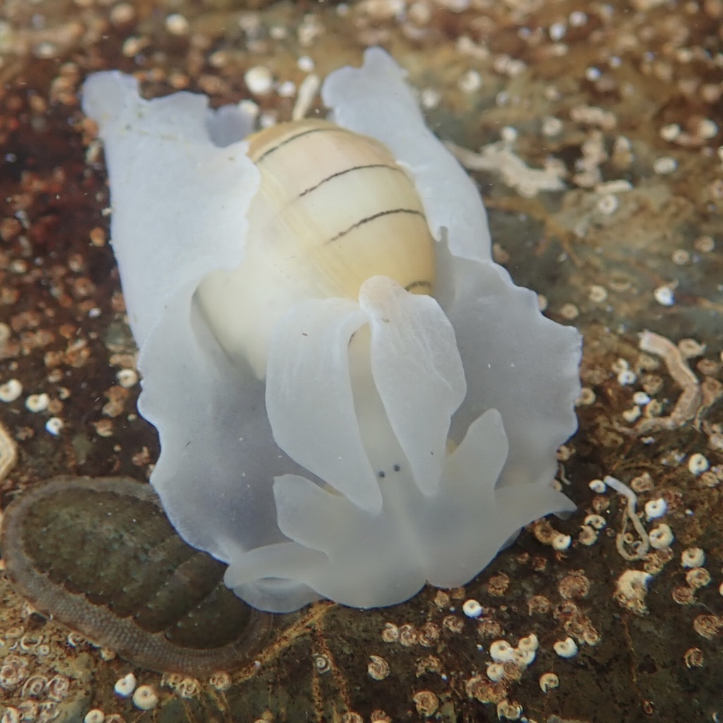 Pink Bubble Snail from Minnie Water NSW 2460, Australia on November 28 ...