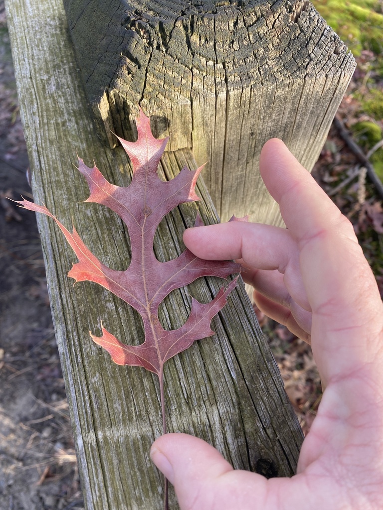 scarlet oak from Rocky River Reservation, North Olmsted, OH, US on ...