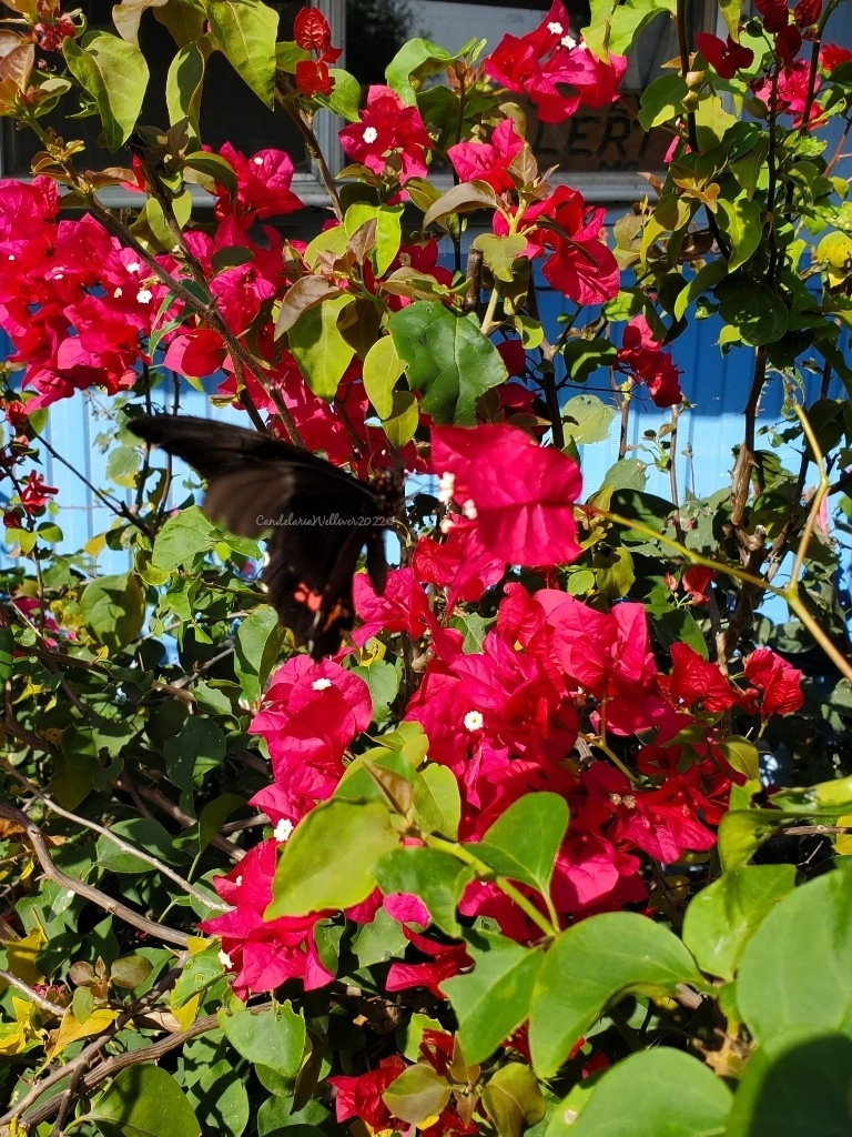 Ruby-spotted Swallowtail from Oleander Acres RV Resort on November 29 ...