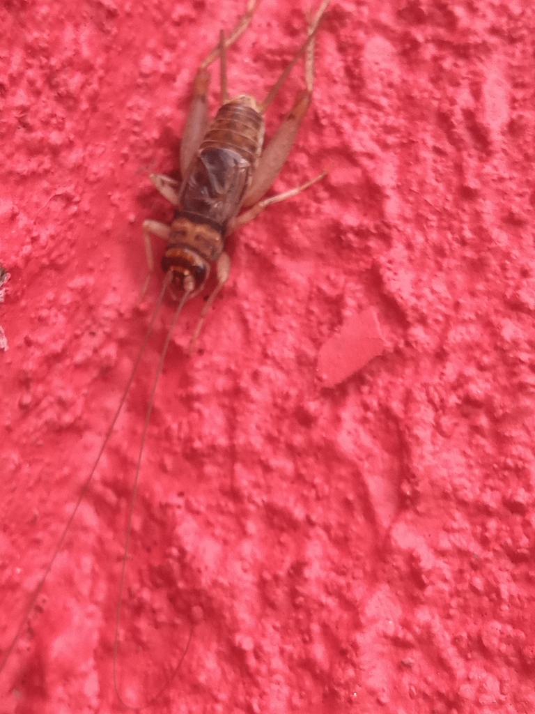 Tropical House Cricket from Eeefm Zumbi Dos Palmares - Serra on ...