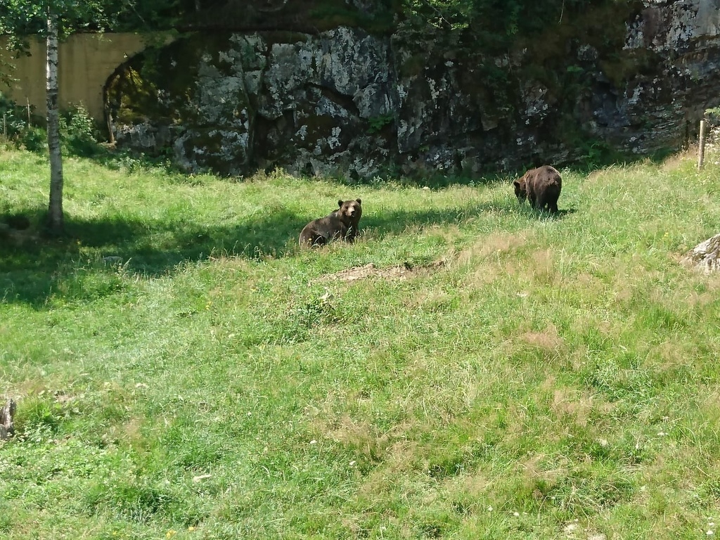 Brown Bear from 25550, Bossòst, Cataluña, ES on September 9, 2018 at 09 ...