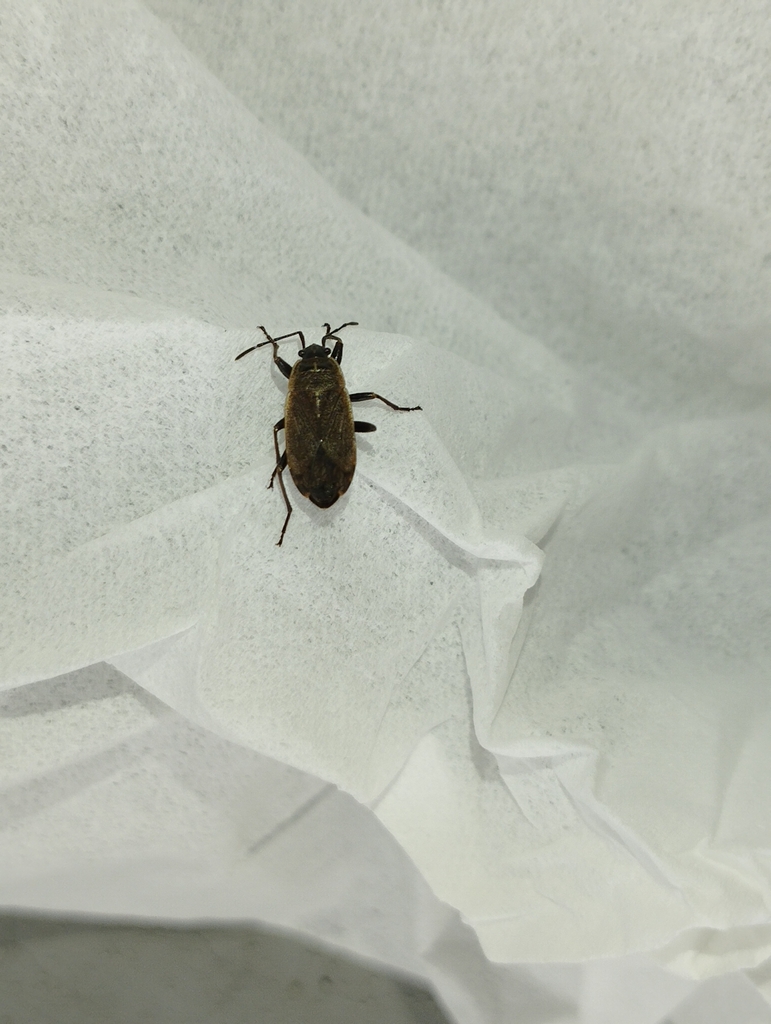 Pyrrhocoris sinuaticollis from 日本 〒223-0053 on November 30, 2022 at 12: ...