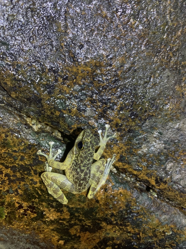 Larut Torrent Frog in November 2022 by Tanakorn THIABNAMANG · iNaturalist