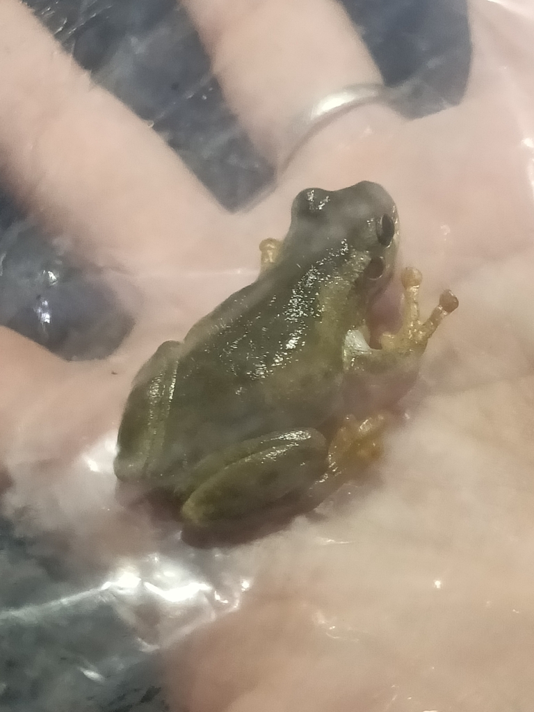 screaming tree frog from Genoa VIC 3891, Australia on November 24, 2021 ...